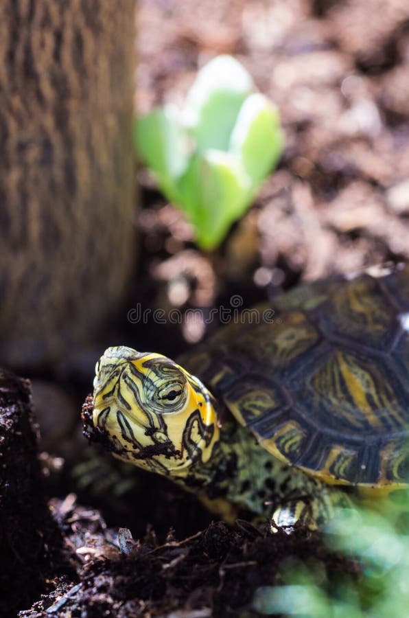 Little Turtle Trachemys Scripta Elegans Stock Image - Image of turtle ...