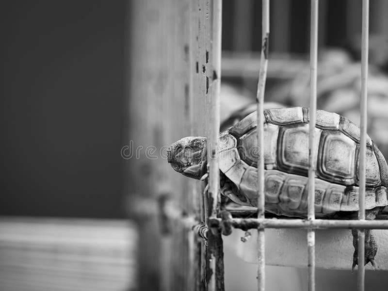 Little Turtle Trying To Get Out of His Cage Stock Image - Image of ...