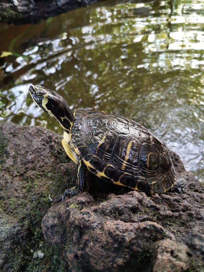 Little turtle by the water stock image. Image of flora - 197365325