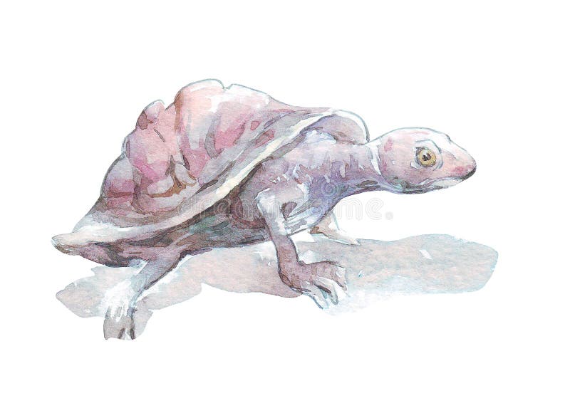 Little Turtle Watercolor Art Stock Illustration - Illustration of ...