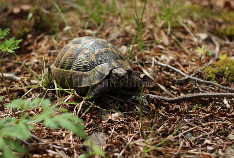 Little Turtle in a Wild Nature. Stock Image - Image of nature, wild ...