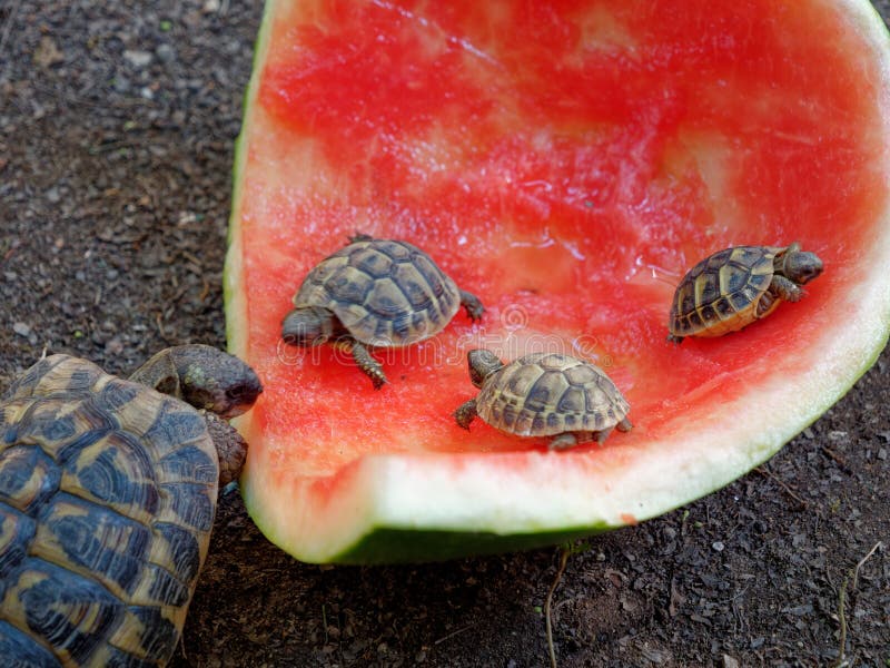 Watermelon turtle stock image. Image of fruit, funny - 47105691