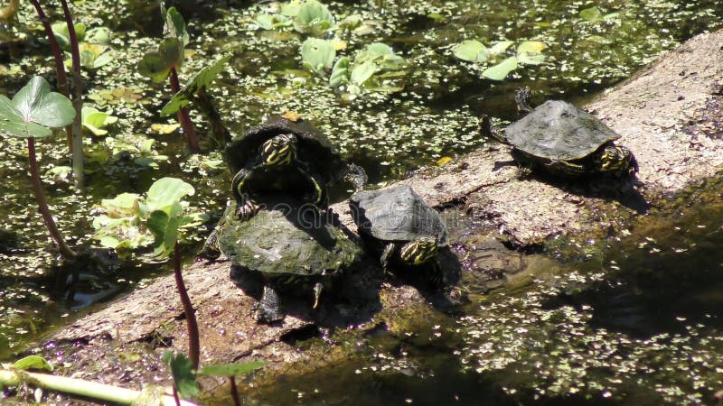 Little Turtles Fall in the Water Stock Video - Video of marsh, cute ...