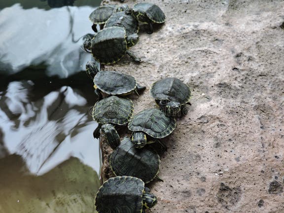Little Turtles Side by Side. Stock Photo - Image of water, rocky: 52718216