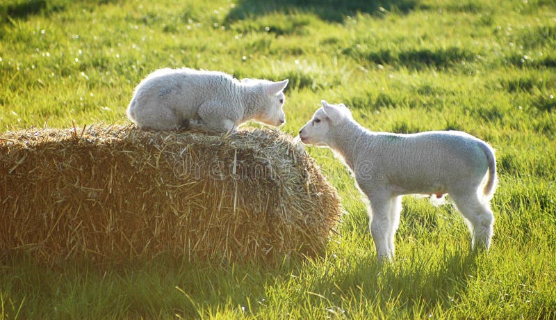 207 Sheep Kiss Stock Photos - Free & Royalty-Free Stock Photos from ...