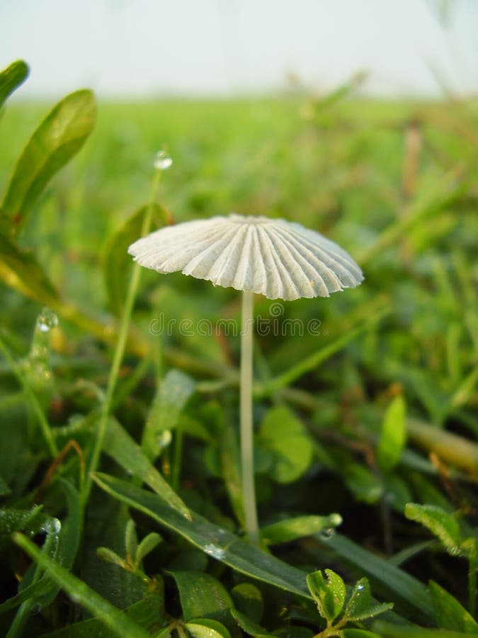 Little umbrella stock image. Image of little, hijibiji - 168422987