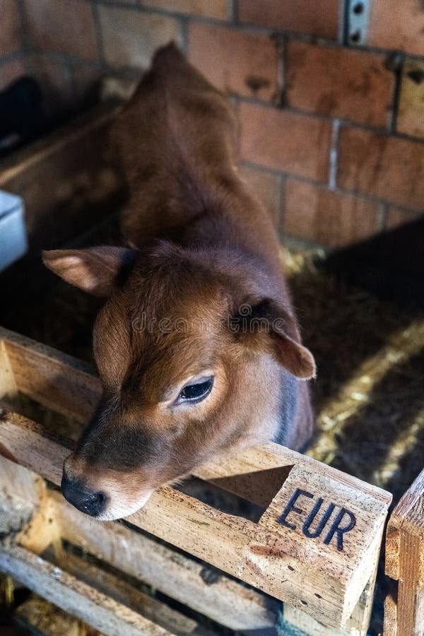 Little Veal Brawn Young Cow Animal Stock Image - Image of meat, closeup ...