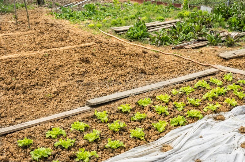 Little Vegetable Garden stock image. Image of grow, country - 33632883