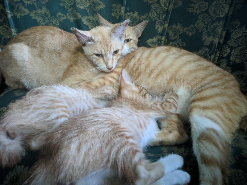 Little Very Happy Cat Family Stock Image - Image of little, happy ...