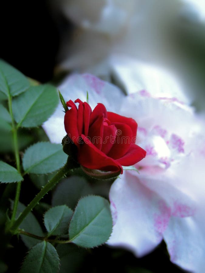 A Little Very Red Rose stock image. Image of deep, little - 78631355