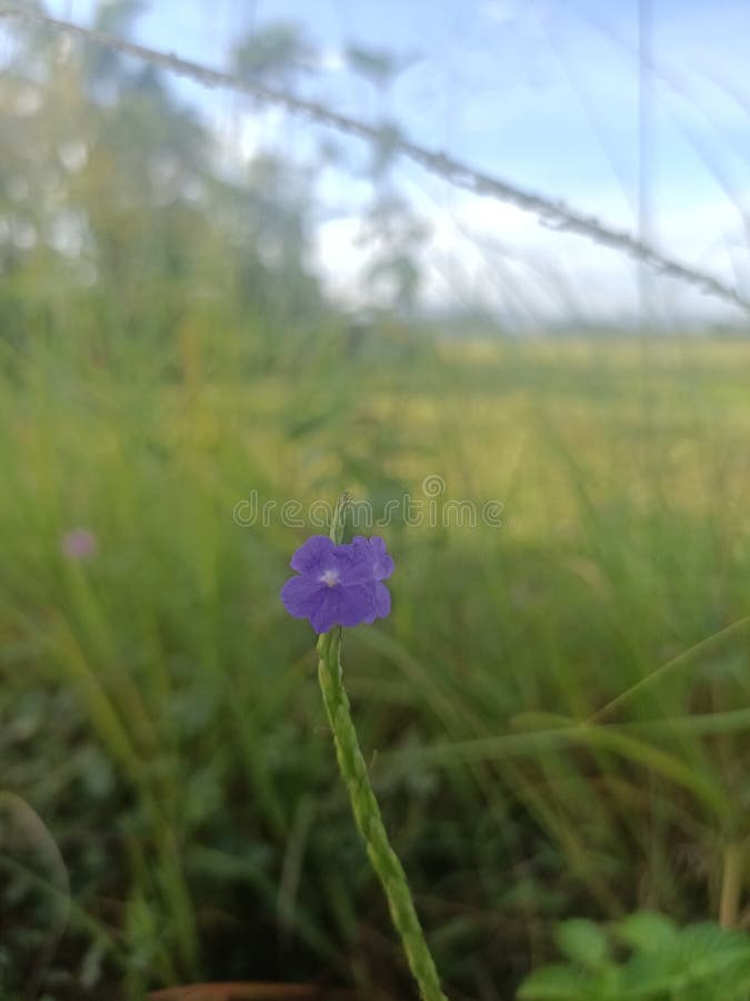 Little Violet Beautifull Wild Flower Stock Photo - Image of prairie ...