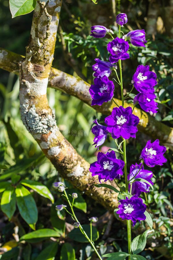 Little violet flower stock photo. Image of viola, beautiful - 86426640