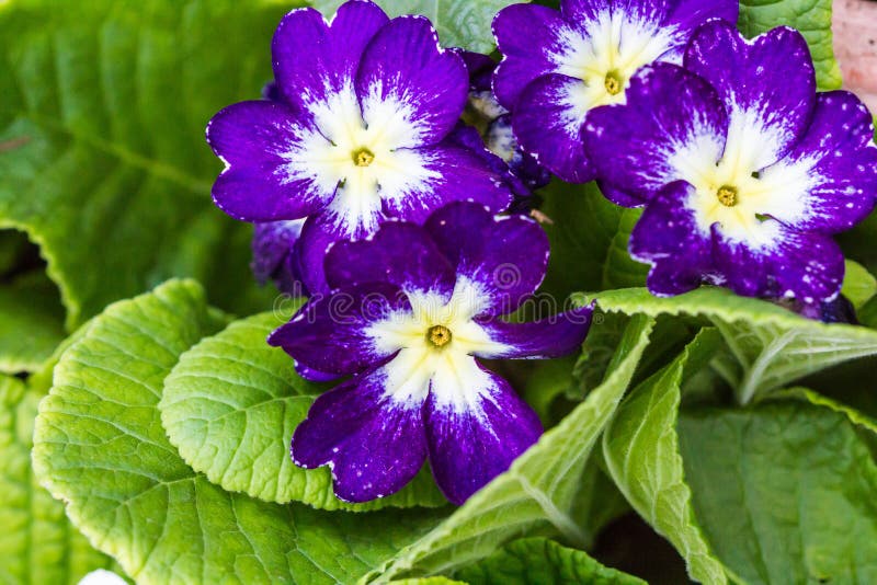 Little Violet Flower in Garden Stock Photo - Image of flowers, purple ...