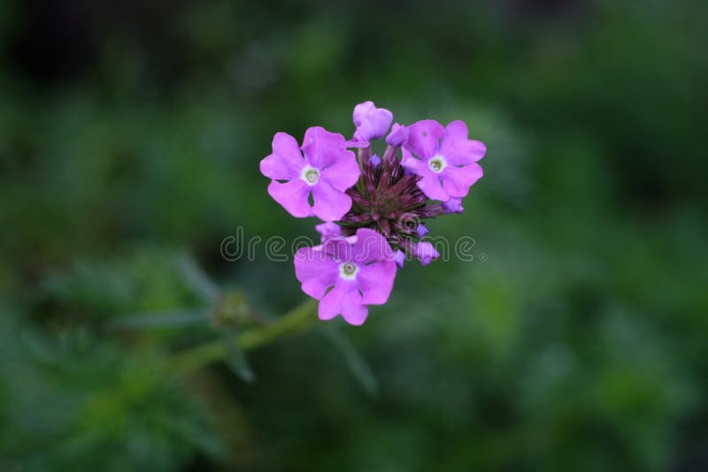 Little violet flowers stock photo. Image of nature, outdoor - 74125718