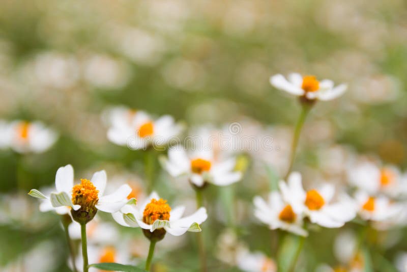 Little Vit Blomma Med Gul Pollen Arkivfoto - Bild av rosa, blommar ...
