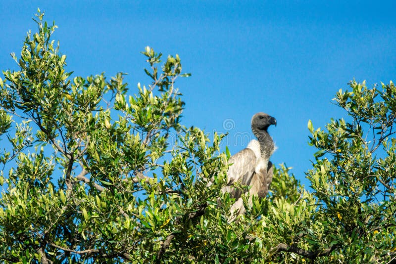 A Little Vulture are Sitting in Top of a Tree Scouting for Prey. Stock ...