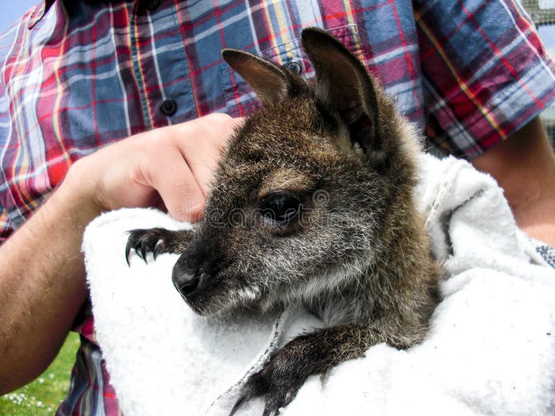 Little Wallaby stock image. Image of australia, baby - 42864287