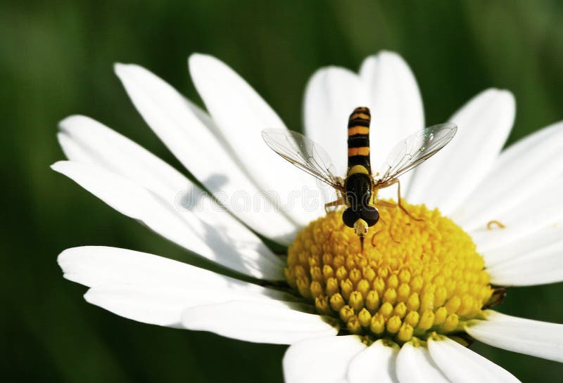 Little wasp stock image. Image of flower, park, nature - 12679993