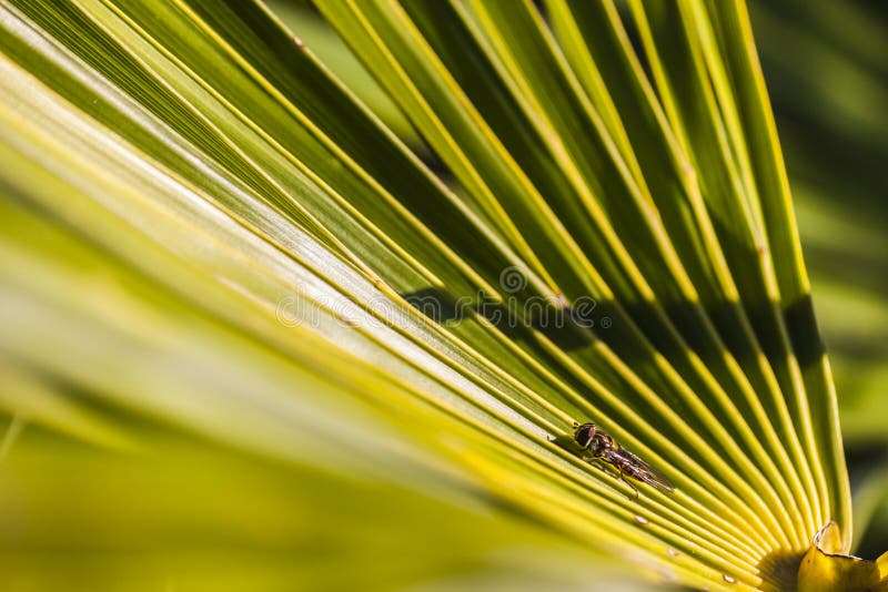 The Little Wasp on a Palm`s Leaf Stock Photo - Image of relaxing, palms ...