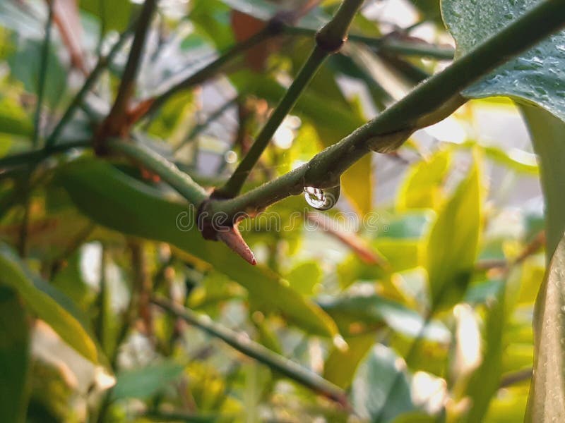 Little Water Drop on a Tree Branch || Sun Reflection on a Tiny Water ...