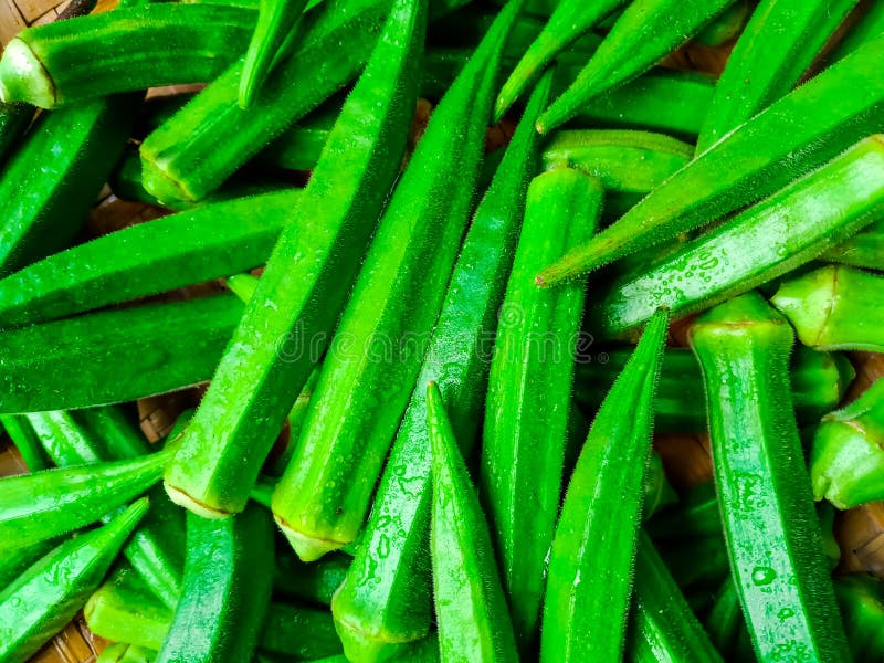 Little Little Water Drops on a Fresh Young Ladies Fingers Stock Image ...