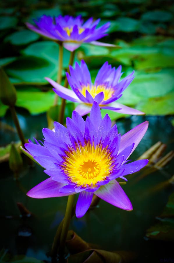 Little Water Lily stock photo. Image of flower, purple - 93915350
