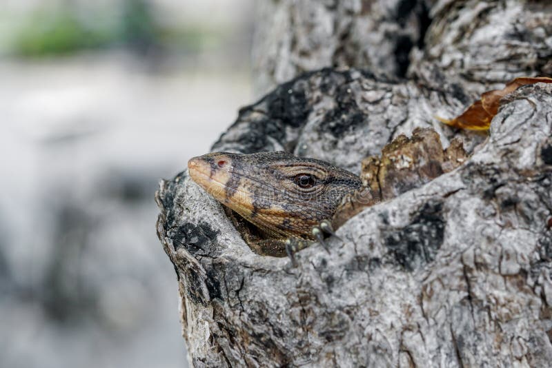 Little Water Monitor Going Back into the Tree Hole Stock Image - Image ...