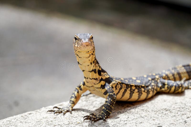 Little Water Monitor Looking at the Camera Stock Photo - Image of ...