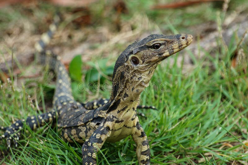 Little water monitor stock photo. Image of nature, reptile - 62019228