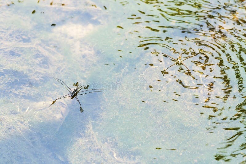 Little water strider stock photo. Image of gerris, greenery - 42878952