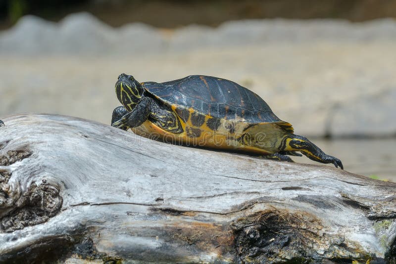 Little Water Turtle in Nature.ftactalius Image Stock Photo - Image of ...