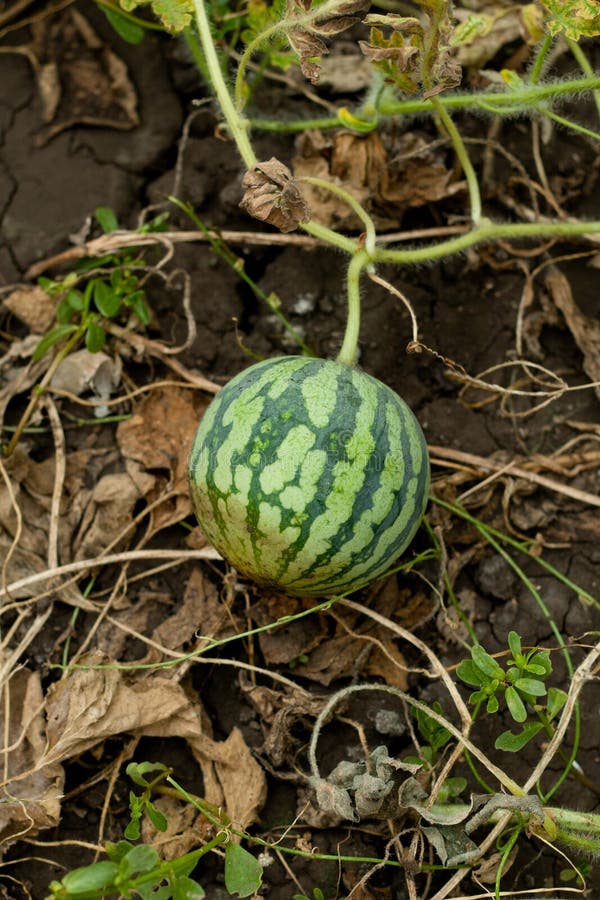 A Little Watermelon S on a Stem Stock Photo - Image of crop, green ...