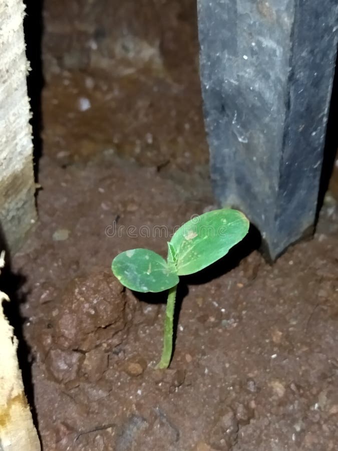 Beautiful Little Watermelons Growing Up Stock Photo - Image of ...