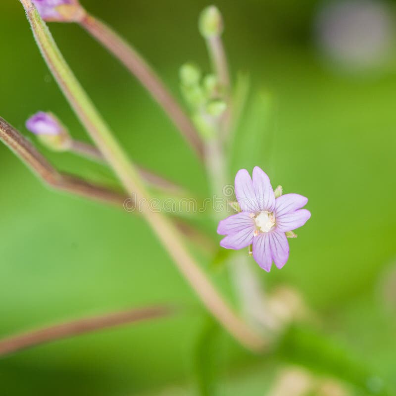 The Little Weed stock photo. Image of bokeh, flora, bloom - 28192172