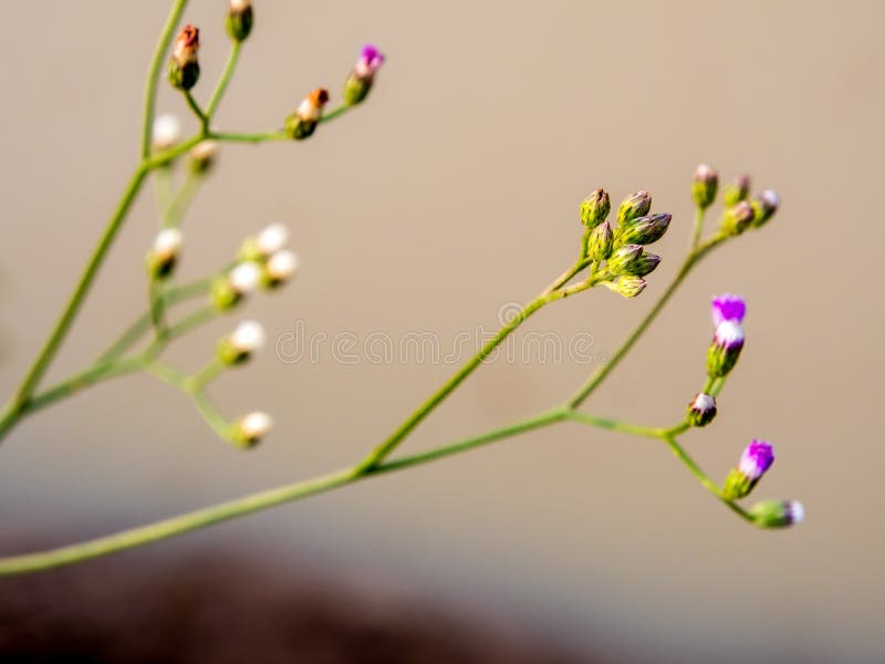 Little Weed Flower in the Morning Light Stock Photo - Image of fresh ...