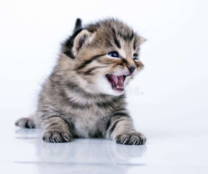 Little 2 weeks old kitten stock photo. Image of beautiful - 31242320