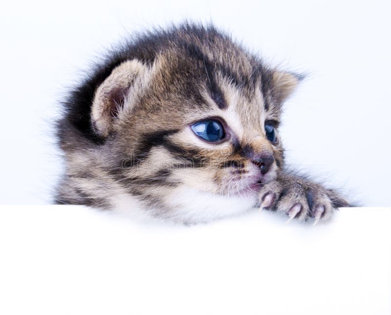 Little 2 weeks old kitten stock image. Image of cute - 31288083