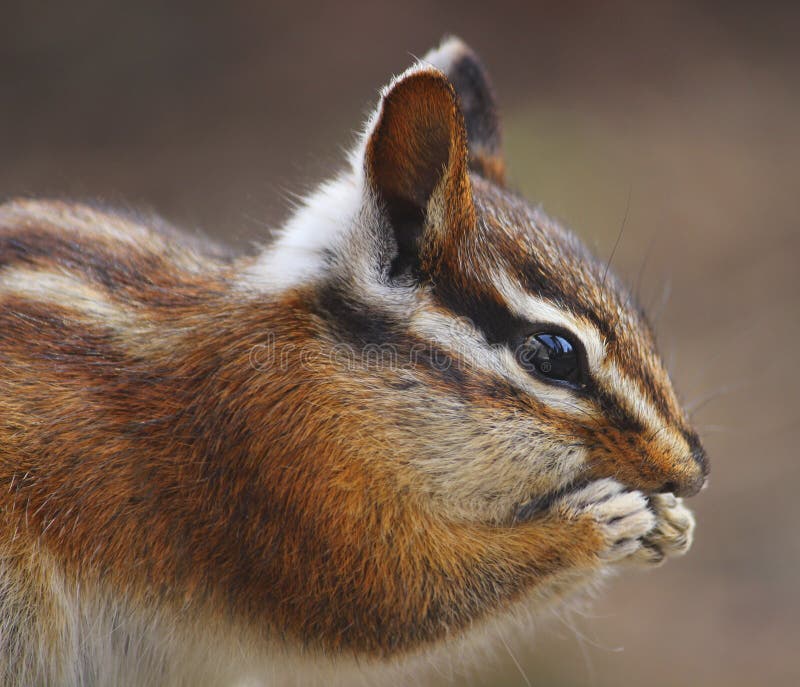 Little Western Chipmunk stock photo. Image of nature - 31279864