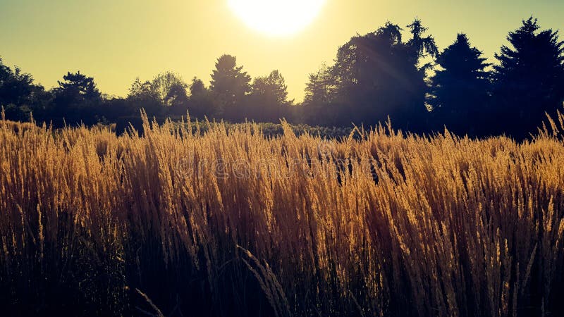 Little wheat field stock image. Image of little, light - 261331857