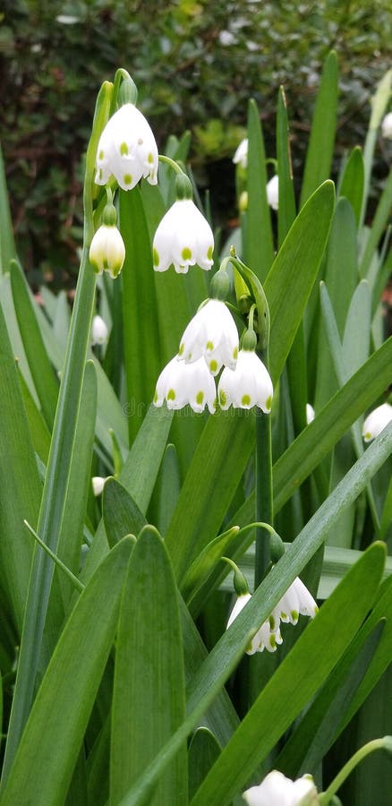 Little white bells stock image. Image of garden, flower - 182194661