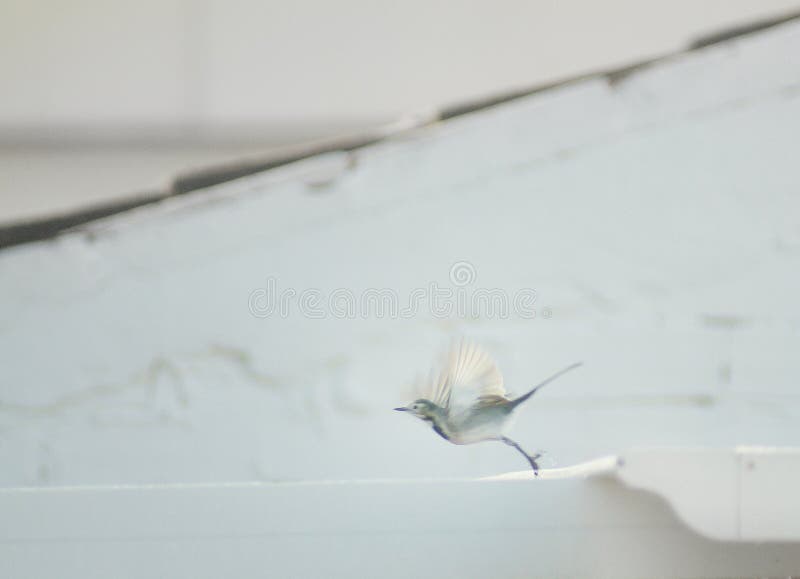 Little bird flying stock image. Image of season, flight - 104540891