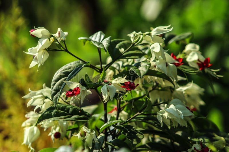 Little White Bleeding Heart Vine Flowers on the Branch Stock Image ...