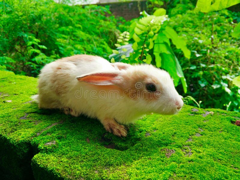 Little White & Brown Rabbit. Stock Photo - Image of scared, white ...