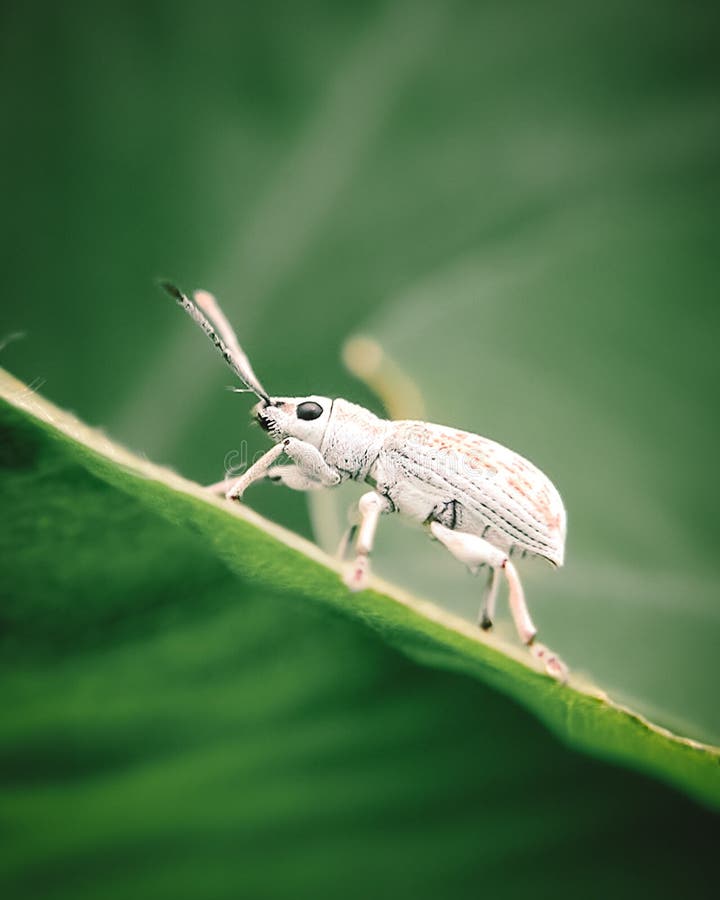 A Little White Bug is Facing Sideways on a Leaf Stock Image - Image of ...