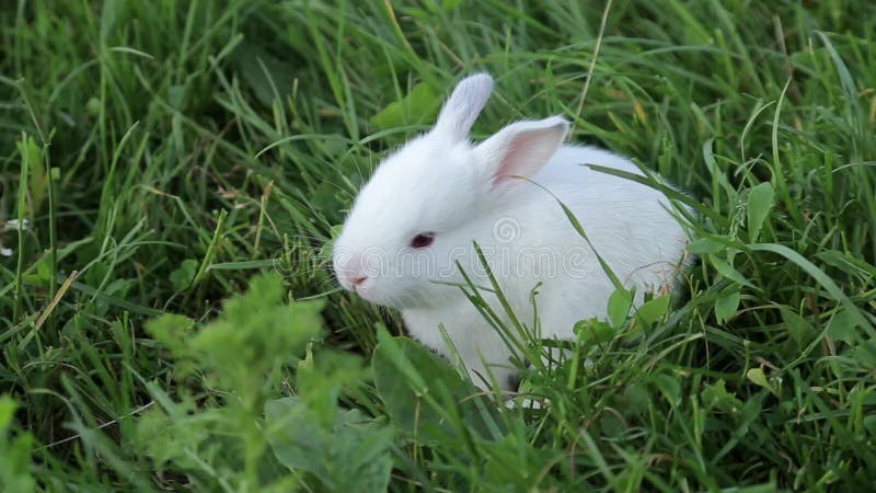 White Bunny Rabbit is Wild Native Animal Eating Grass on Green Yard ...