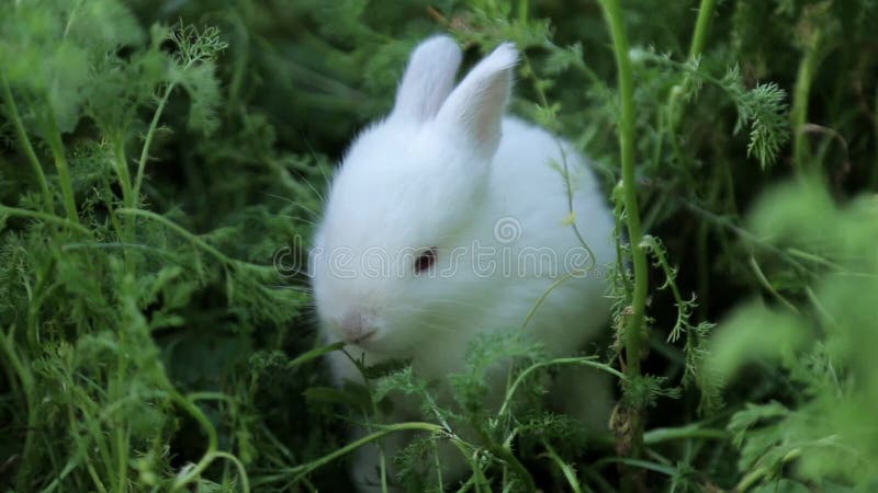 Little White Mice are Sitting in a Cage. a Beautiful Group of Mice ...