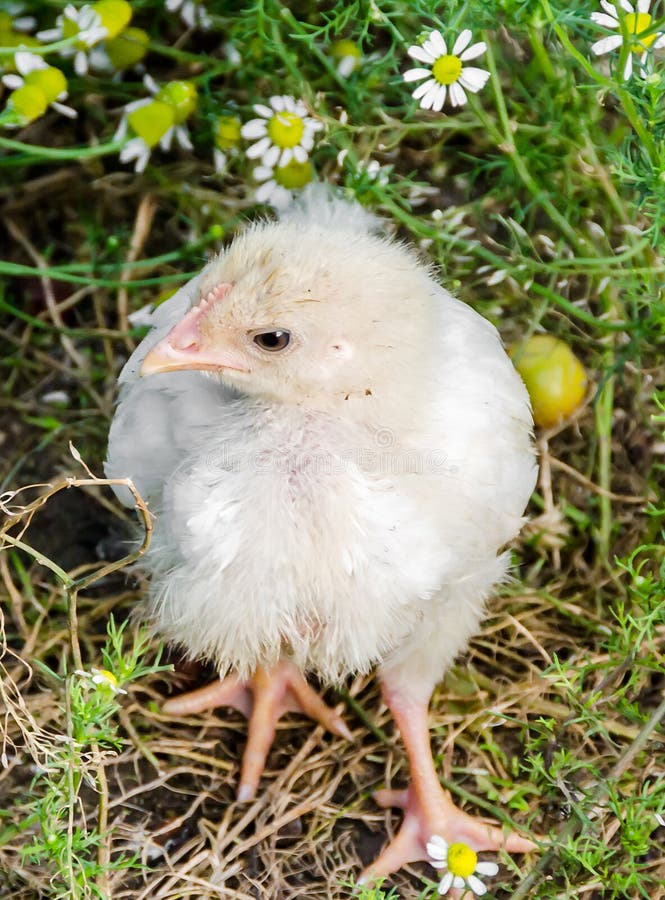 Little White Chicken Poulet Stock Image - Image of close, grass: 43008203
