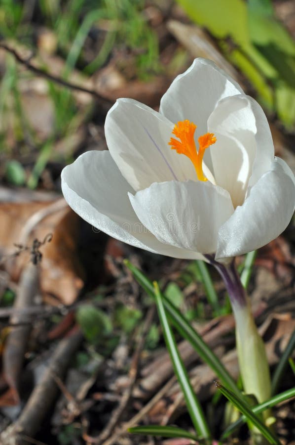 Spring flower bouquet stock photo. Image of floral, tulip - 12744892