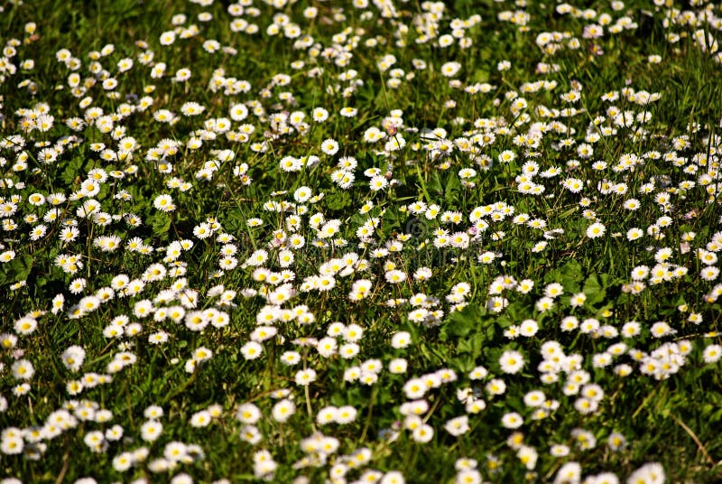 Little white daisy stock photo. Image of happy, cover - 89830480