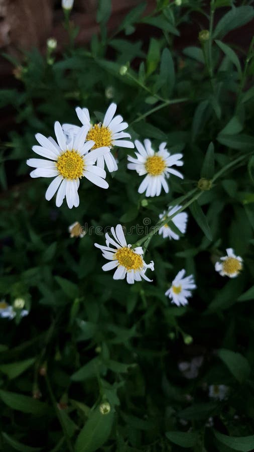Little white daisy stock photo. Image of nature, little - 170391536